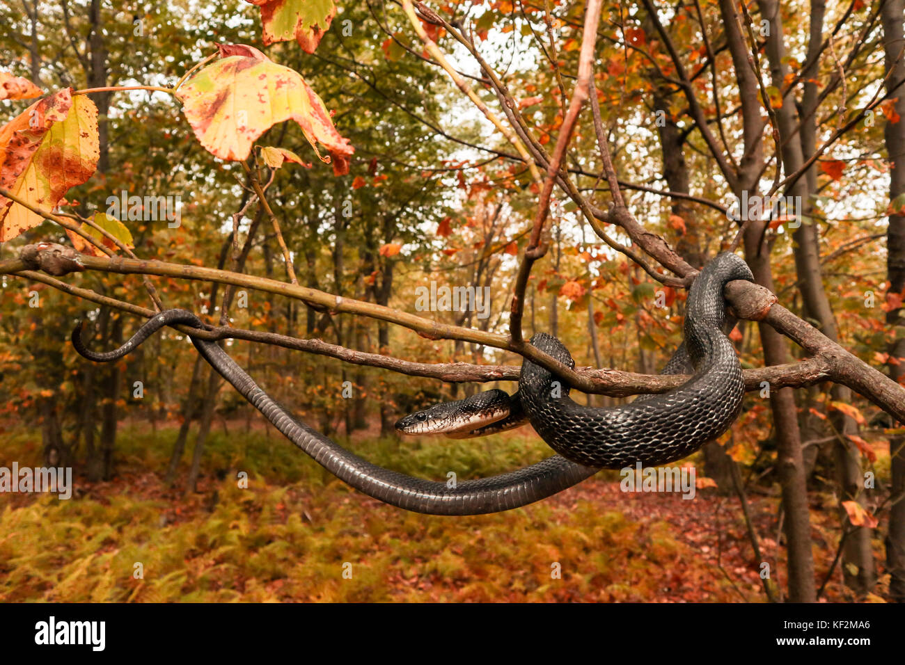 Eastern black rat snake - Pantherophis alleghaniensis Stock Photo - Alamy
