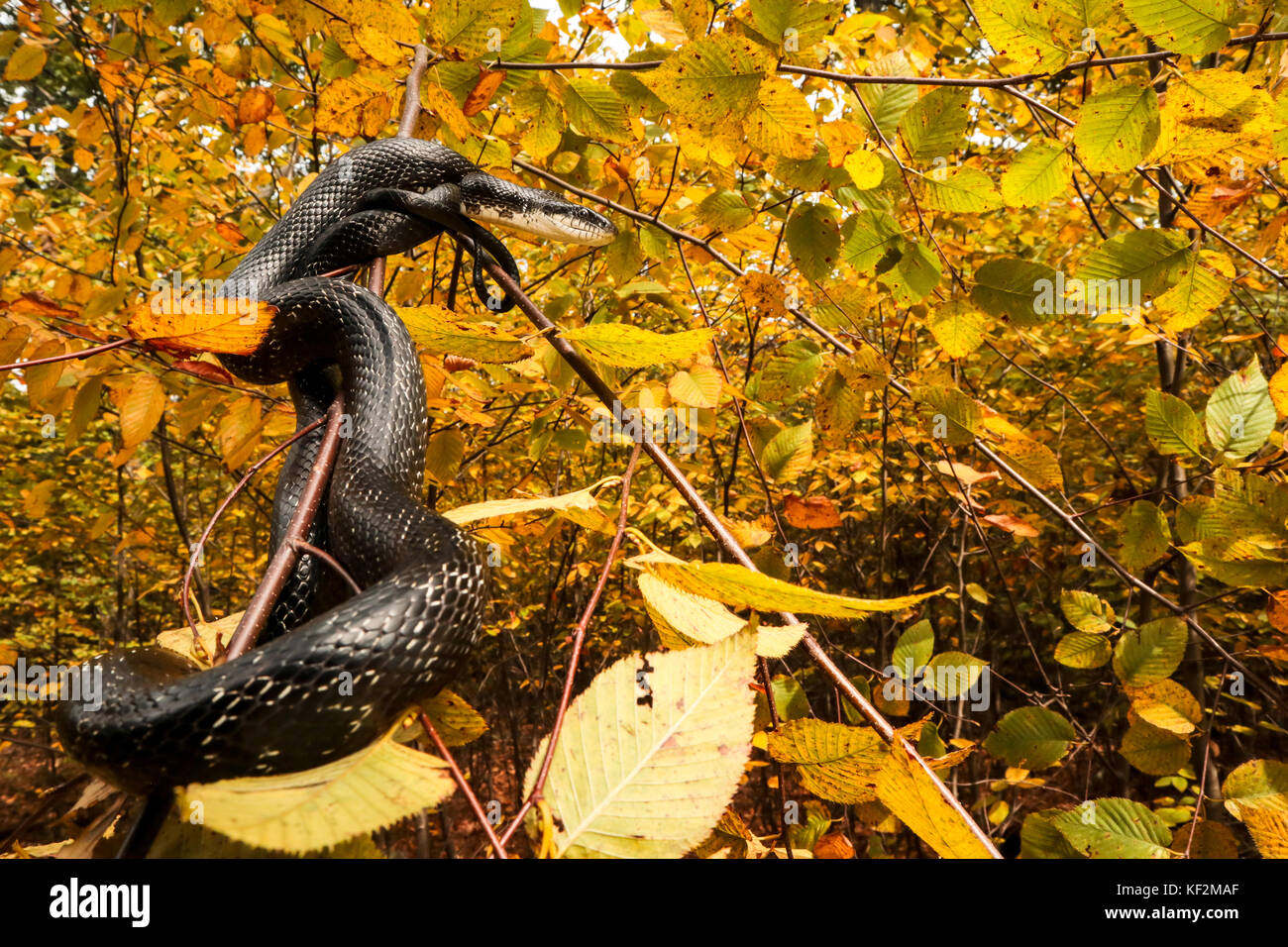 Eastern black rat snake - Pantherophis alleghaniensis Stock Photo - Alamy