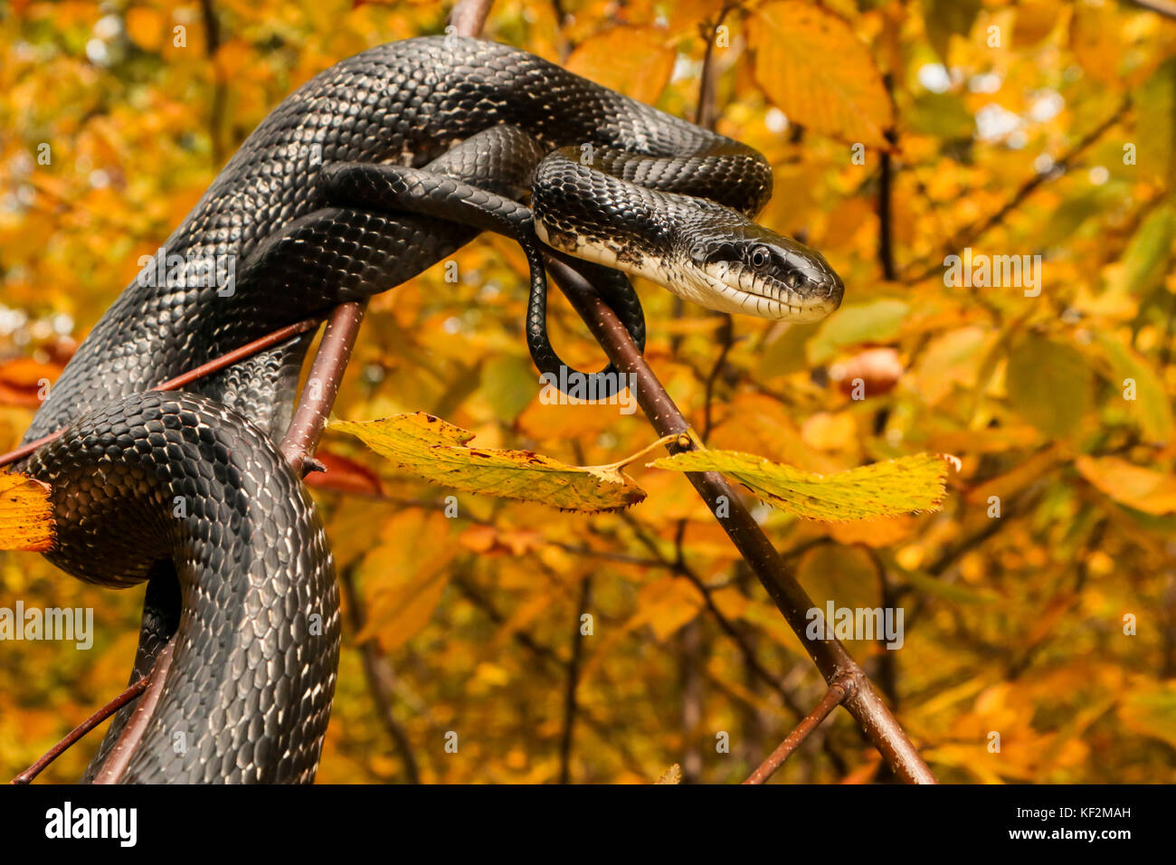 Eastern black rat snake - Pantherophis alleghaniensis Stock Photo - Alamy