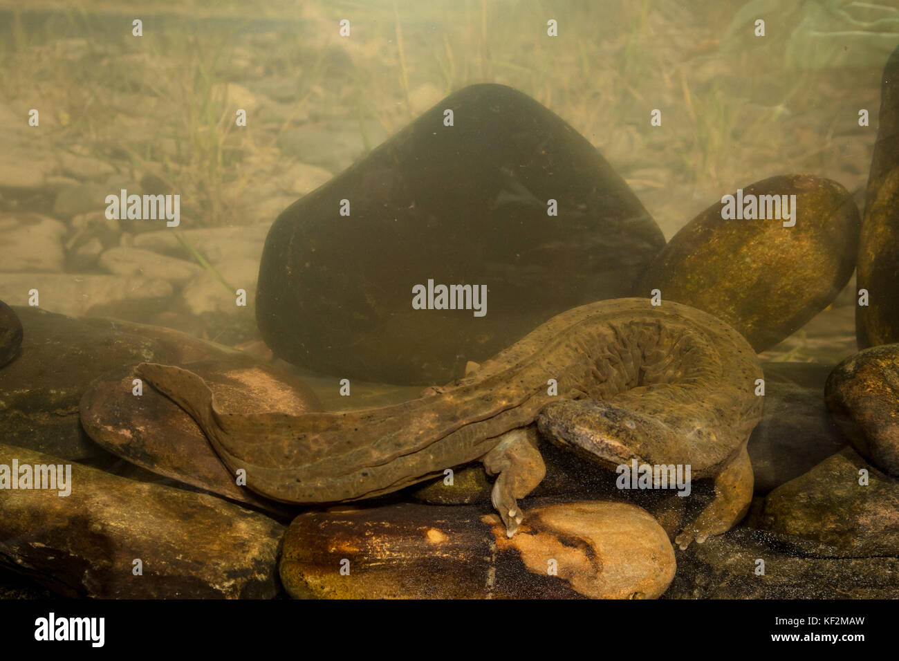 Eastern Hellbender - Cryptobranchus alleganiensis Stock Photo - Alamy