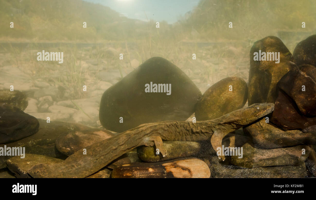 Eastern Hellbender - Cryptobranchus alleganiensis Stock Photo - Alamy