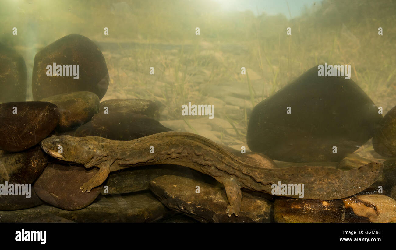 Eastern Hellbender - Cryptobranchus alleganiensis Stock Photo - Alamy