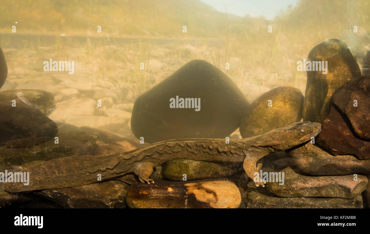 Eastern Hellbender - Cryptobranchus alleganiensis Stock Photo ...