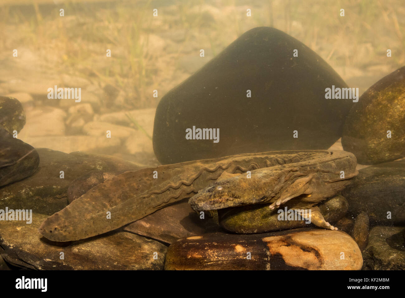 Eastern Hellbender - Cryptobranchus alleganiensis Stock Photo - Alamy