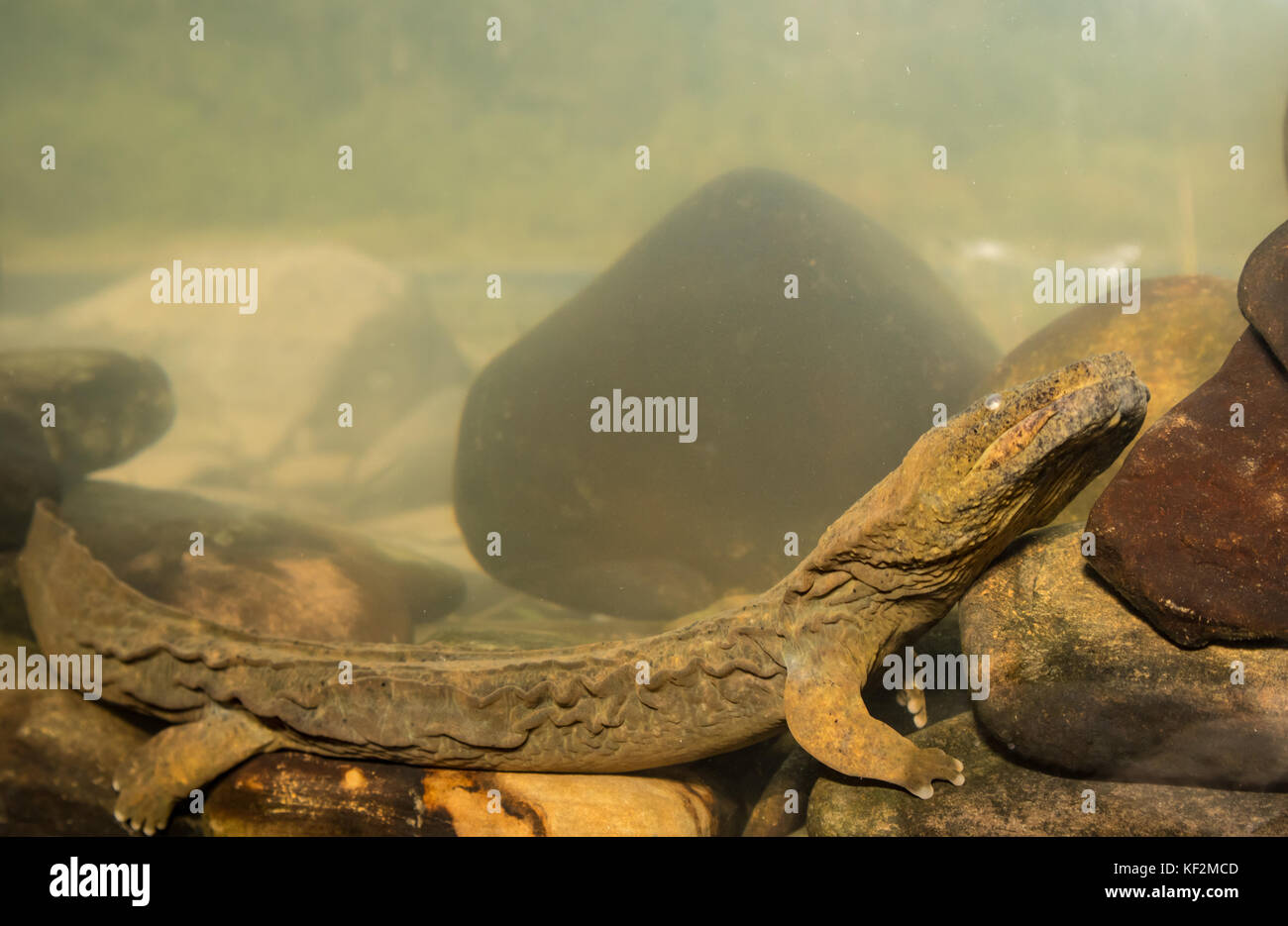Eastern Hellbender - Cryptobranchus alleganiensis Stock Photo - Alamy