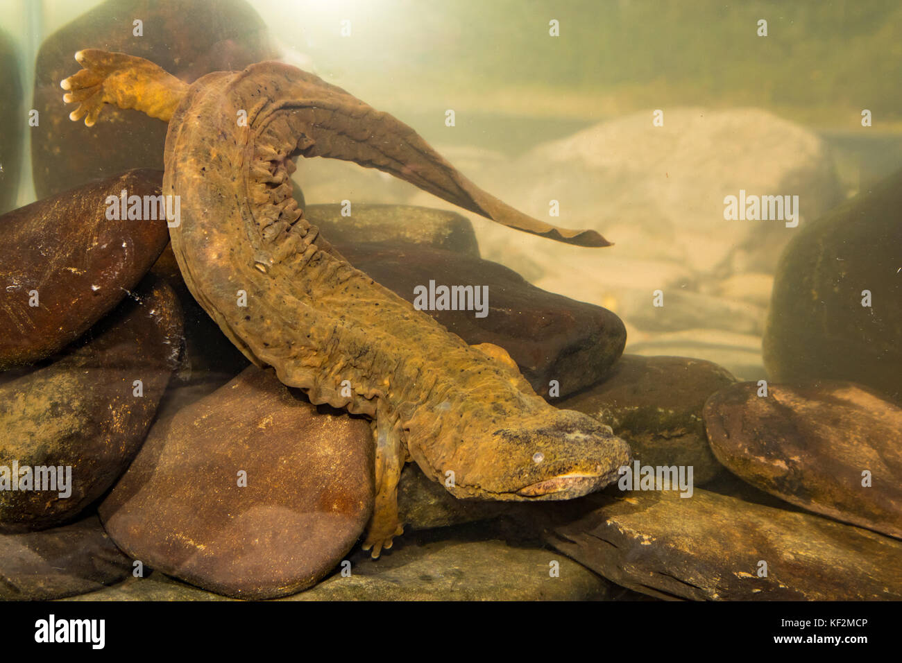 Eastern Hellbender - Cryptobranchus alleganiensis Stock Photo - Alamy