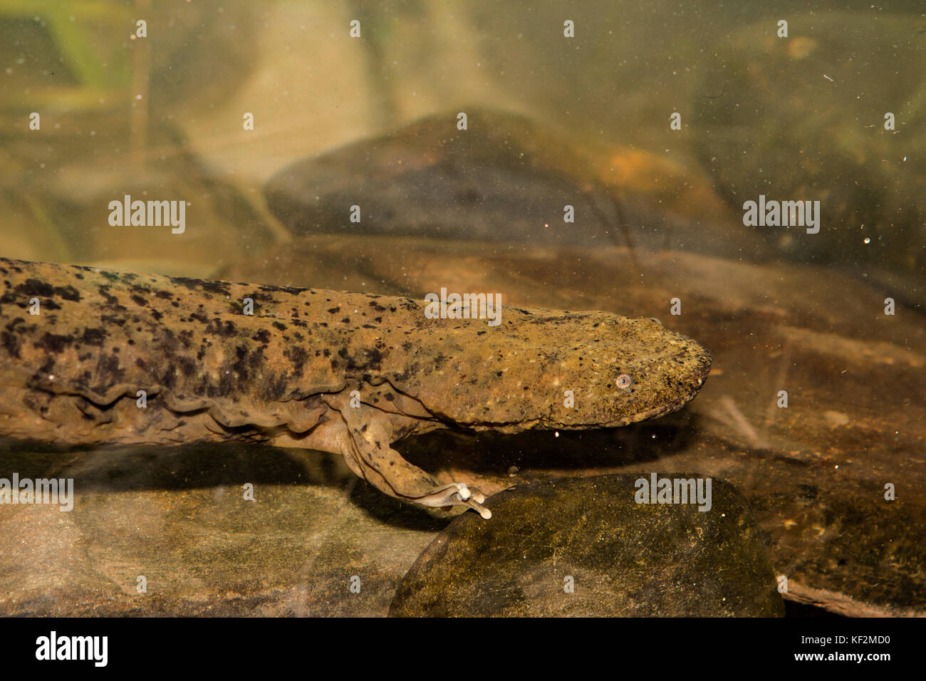 Eastern Hellbender - Cryptobranchus alleganiensis Stock Photo - Alamy
