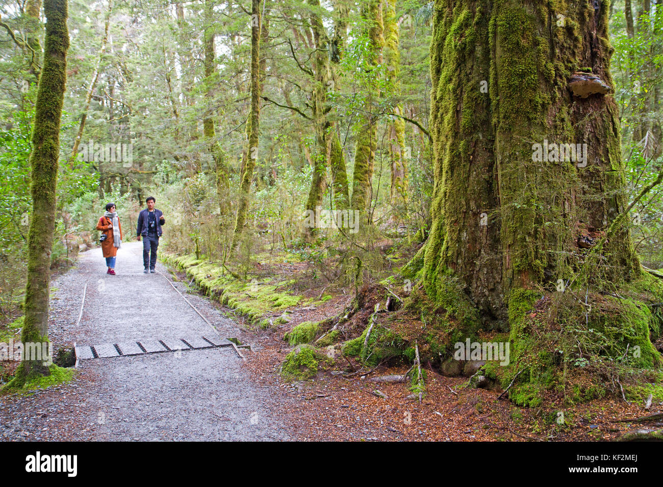 The Blue Pools Walk near Haast Pass Stock Photo - Alamy