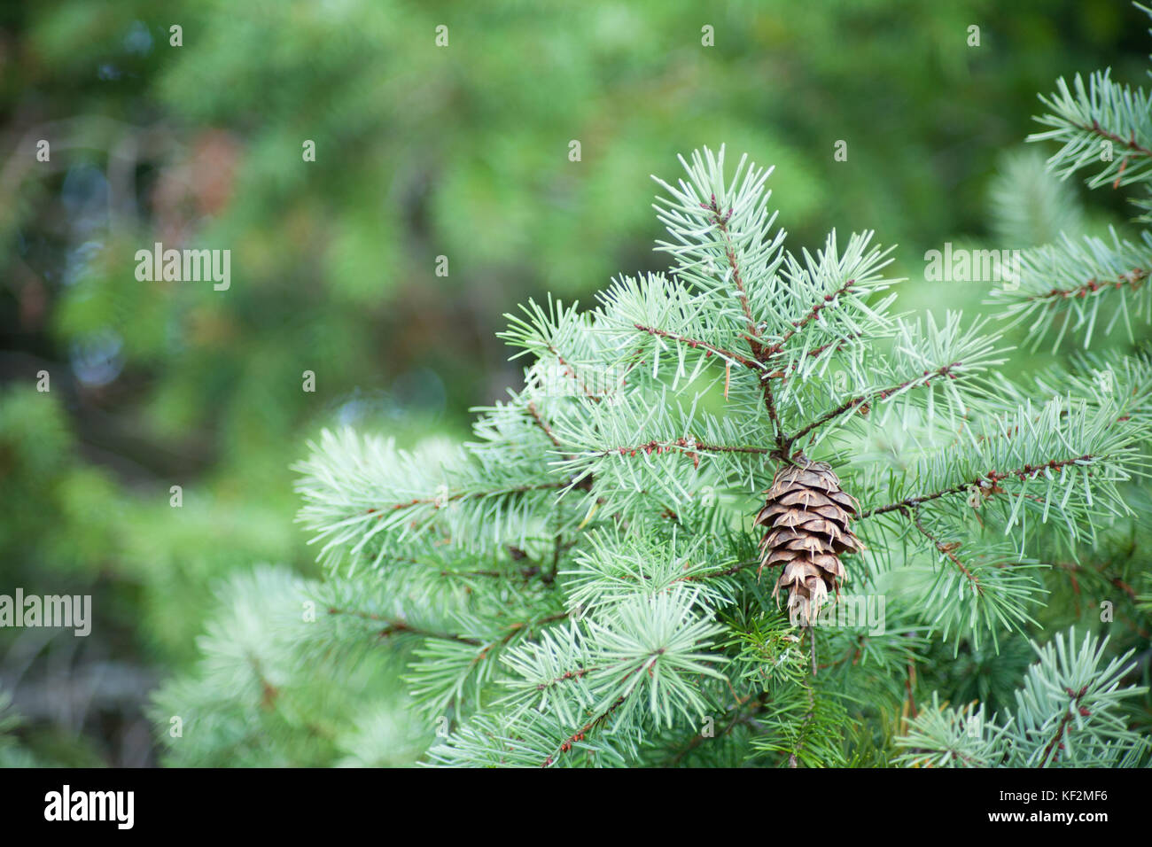 Needles of a pine tree Stock Photo - Alamy