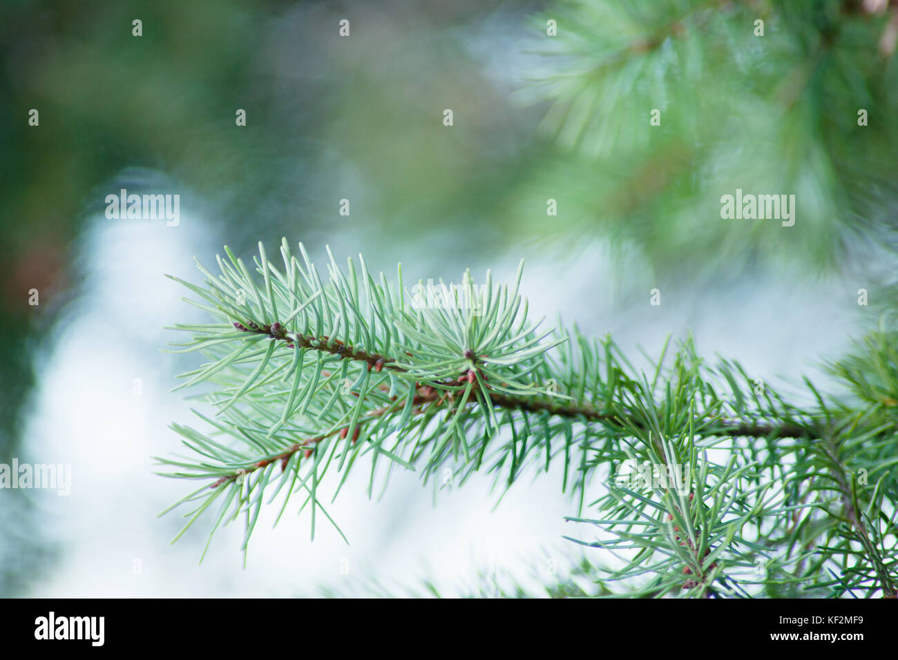 Needles of a pine tree Stock Photo - Alamy