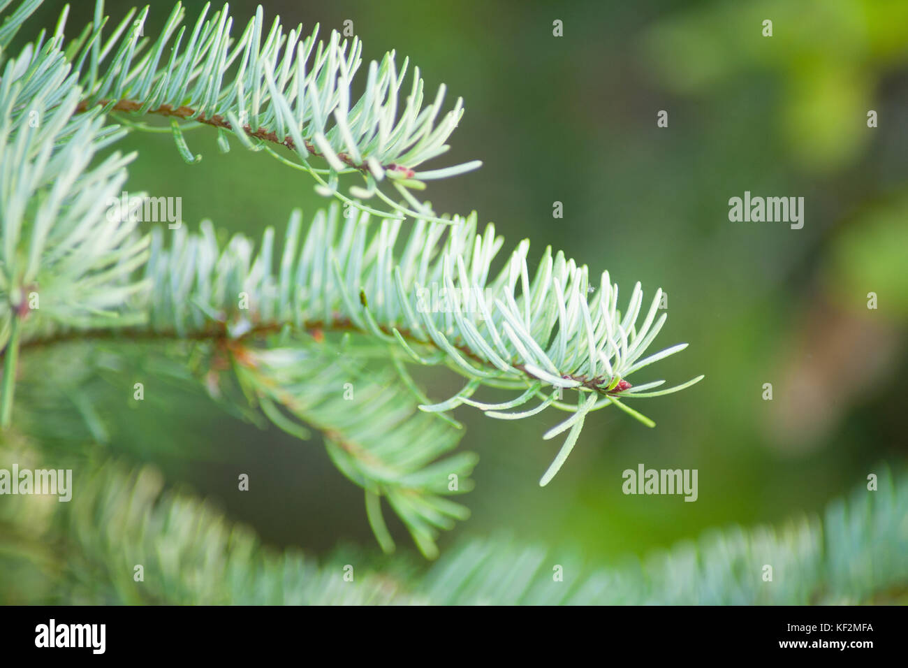 Needles of a pine tree Stock Photo - Alamy