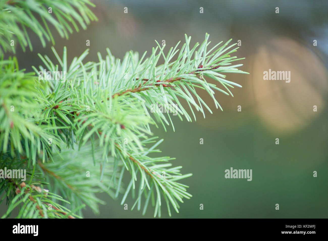 Needles of a pine tree Stock Photo - Alamy