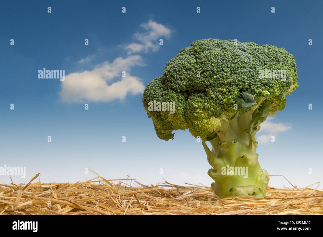 Tree of broccoli. Fantasy Landscape Stock Photo - Alamy