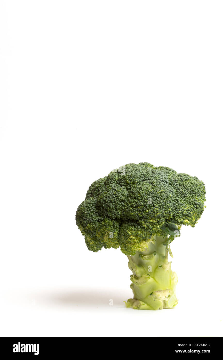 Tree of broccoli on white background Stock Photo - Alamy