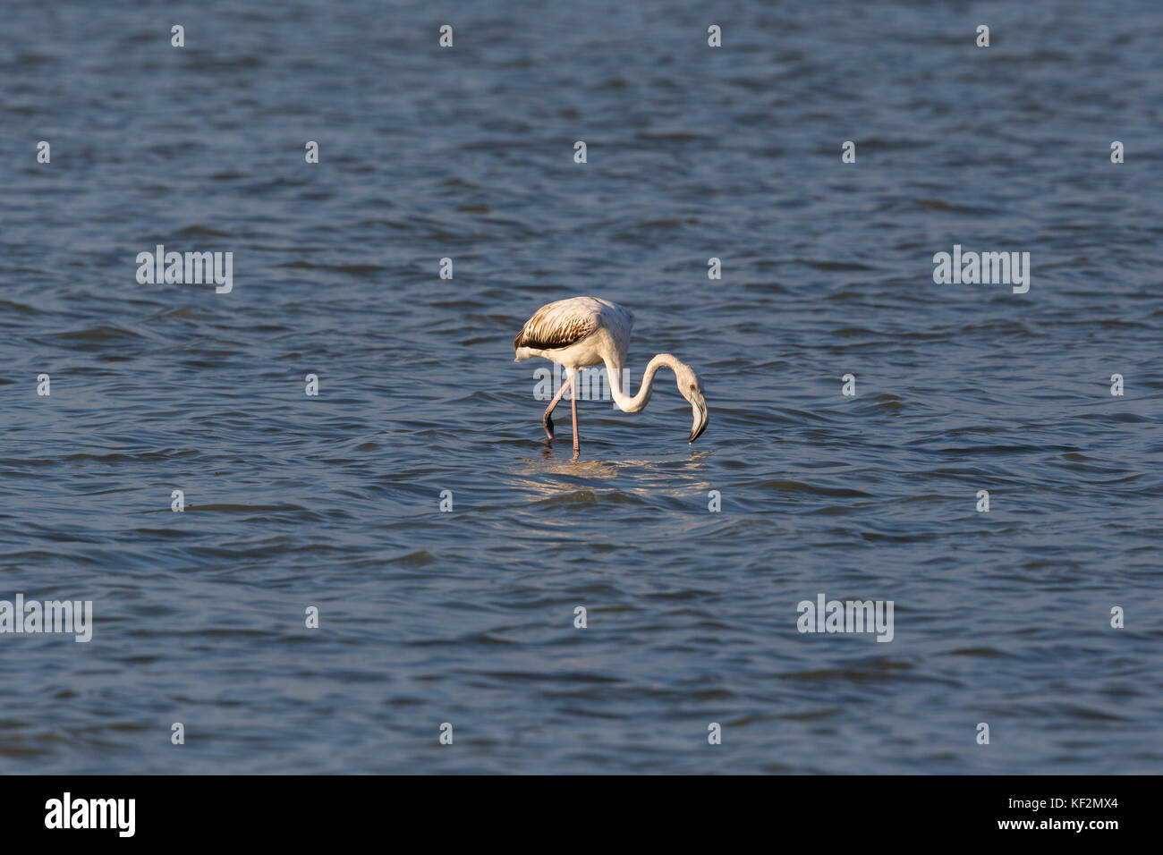 one natural greater flamingo (phoenicopterus ruber) wading in water ...