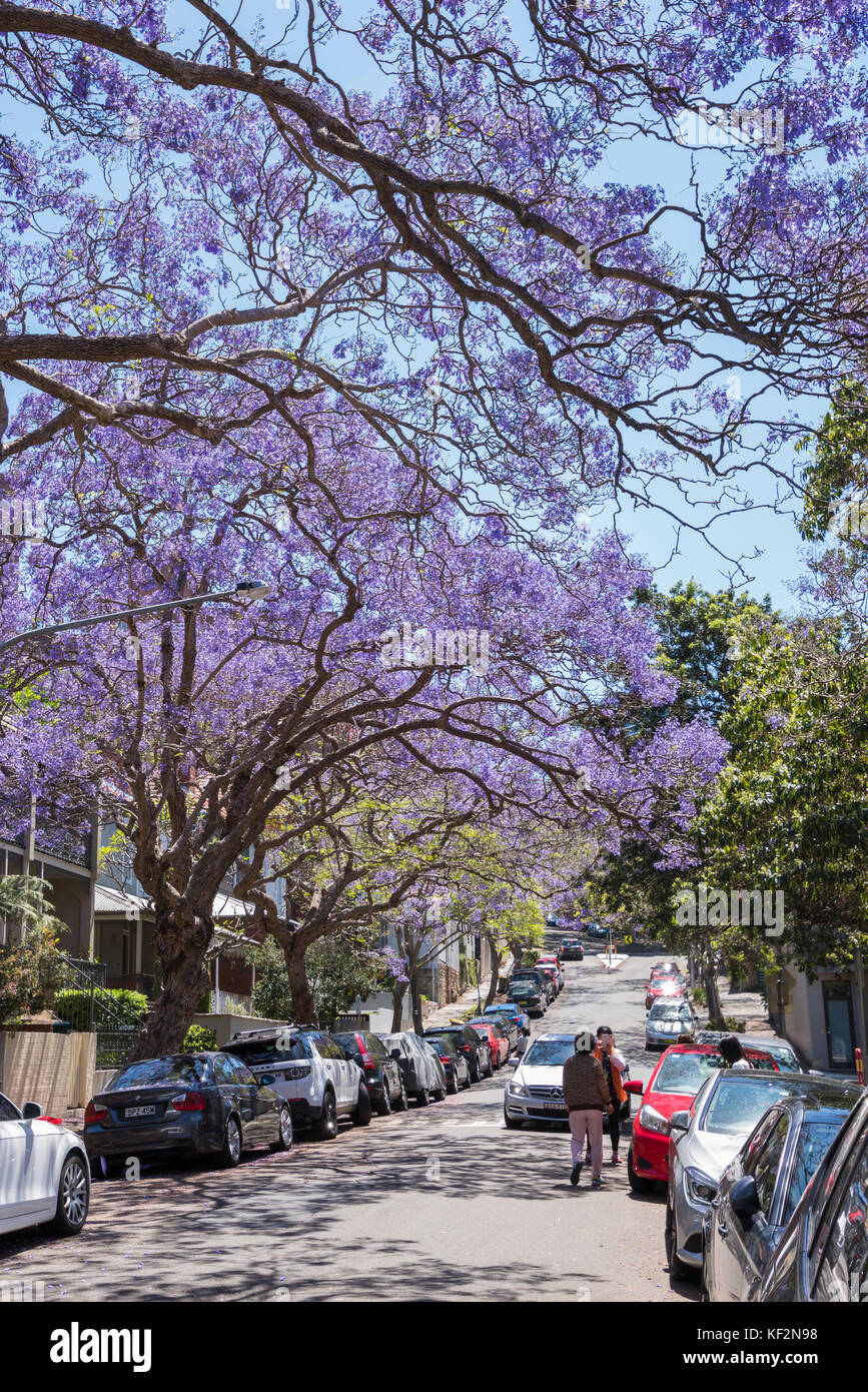 Jacaranda street sydney hi-res stock photography and images - Alamy