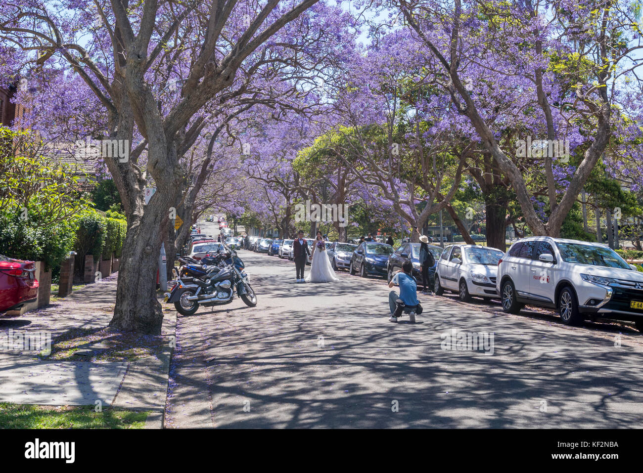 Jacaranda Tree Wedding Wedding Of Emily And Mark