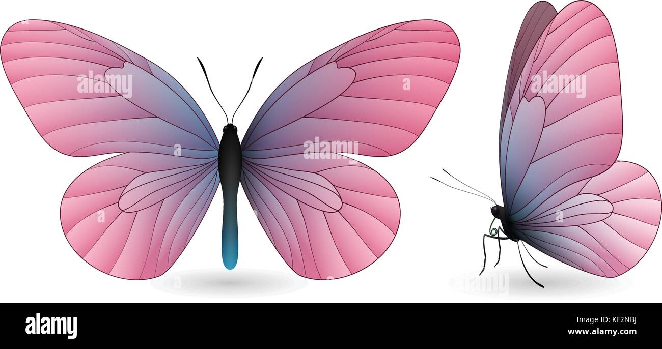 Butterfly silhouette side view Cut Out Stock Images & Pictures - Alamy