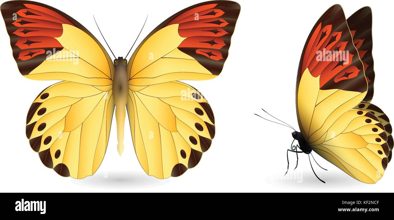 Set of colorful butterflies. Front and side view Stock Vector Image ...