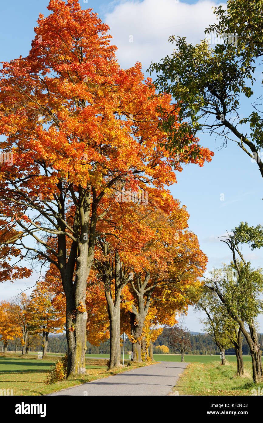Autumn landscape with fall colored trees and blue sky in sunny day ...