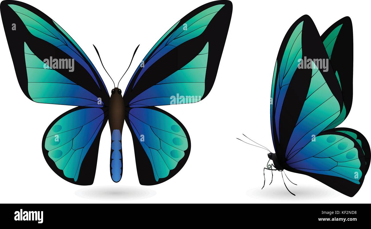 Set of colorful butterflies. Front and side view Stock Vector Image ...