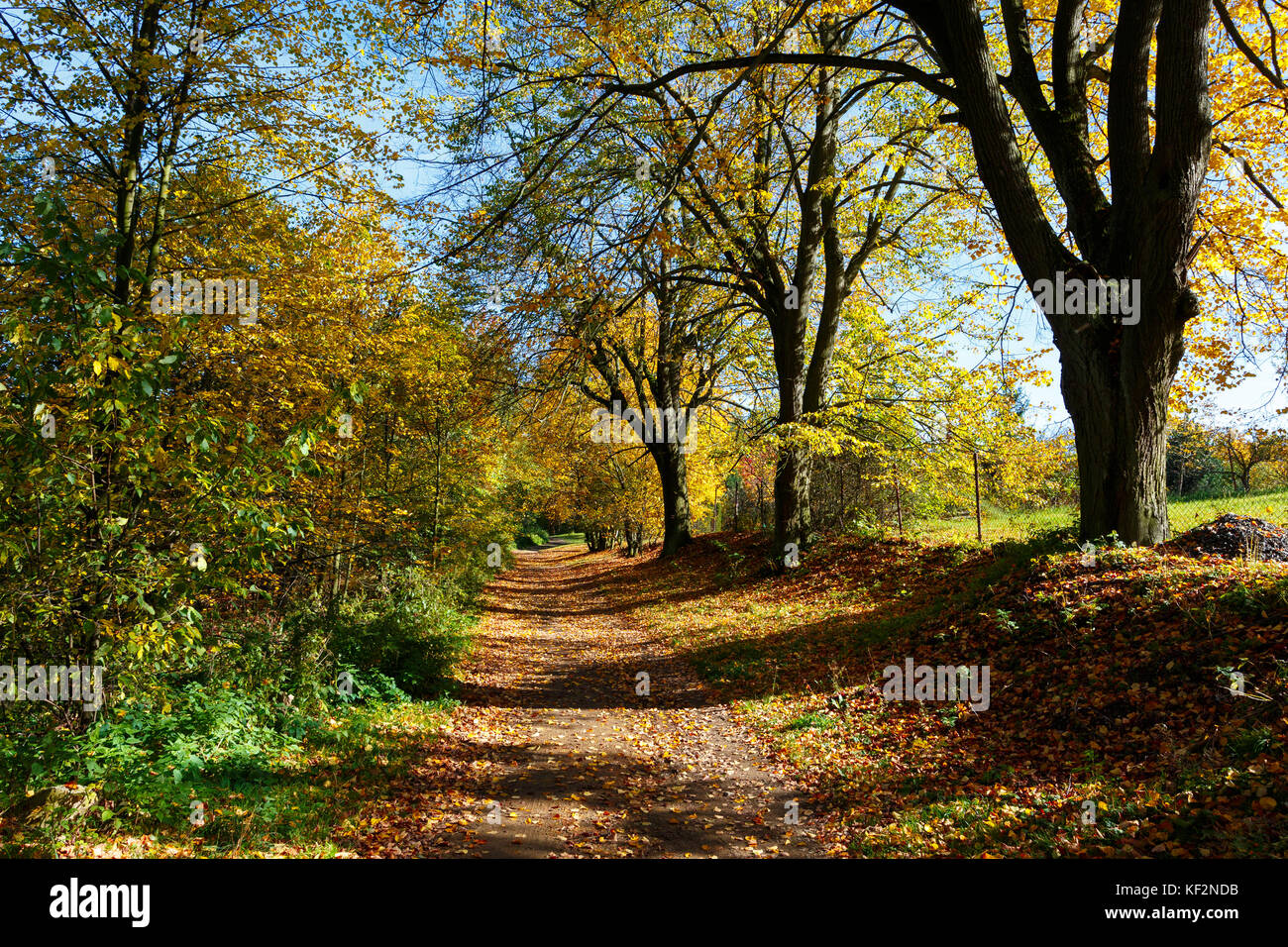 Autumn in park, landscape with fall colored trees and blue sky in sunny ...