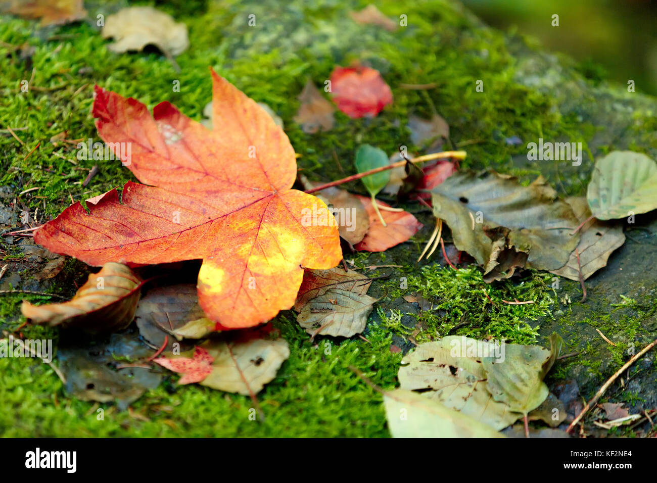 composition of autumn maple leaf over stone with moss Stock Photo - Alamy