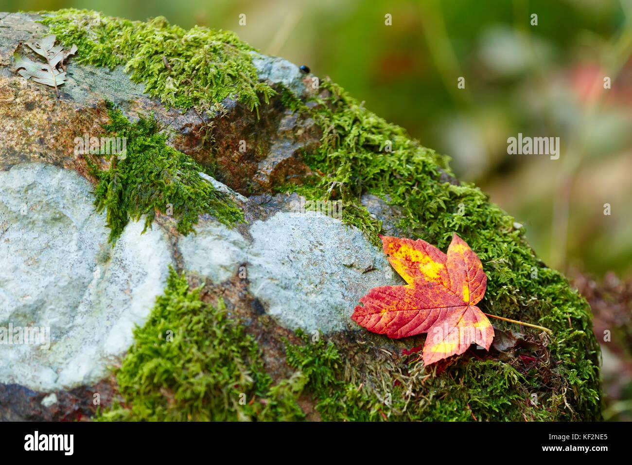composition of autumn maple leaf over stone with moss Stock Photo - Alamy