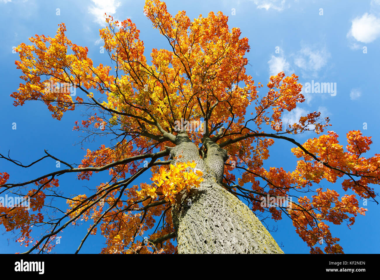 autumn colored tree top in fall season against blue sky Stock Photo - Alamy
