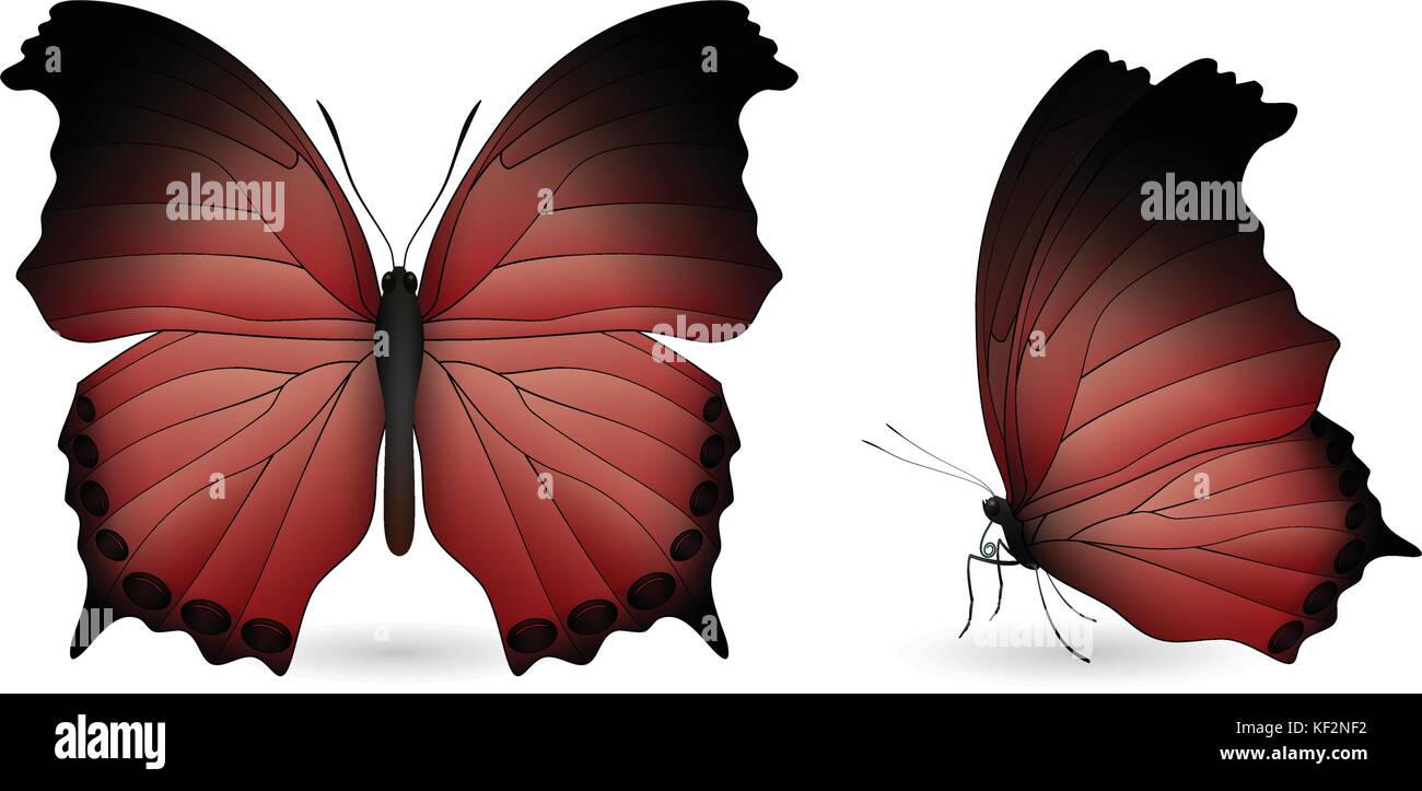 Set of colorful butterflies. Front and side view Stock Vector Image ...