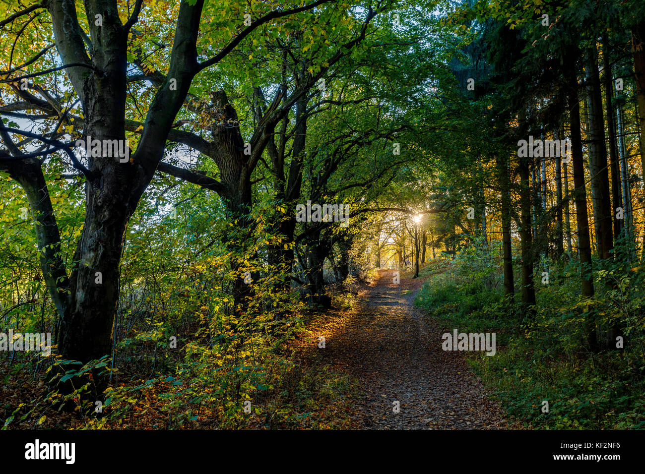 beautiful sunset over park in autumn. Fall season colored trees Stock ...