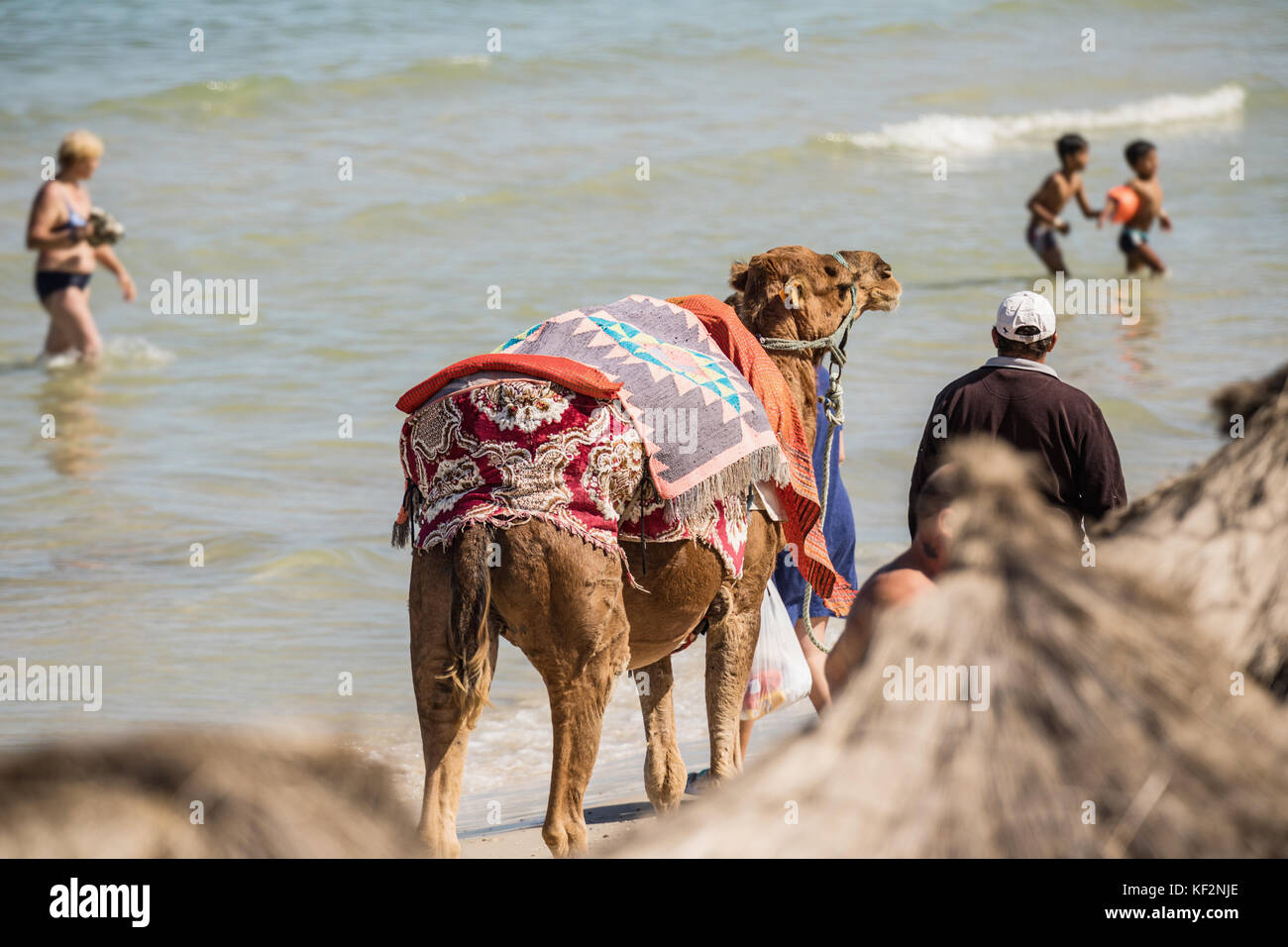 Camel on the beach, nature, animals, Monastir, TUNISIAN Stock Photo - Alamy