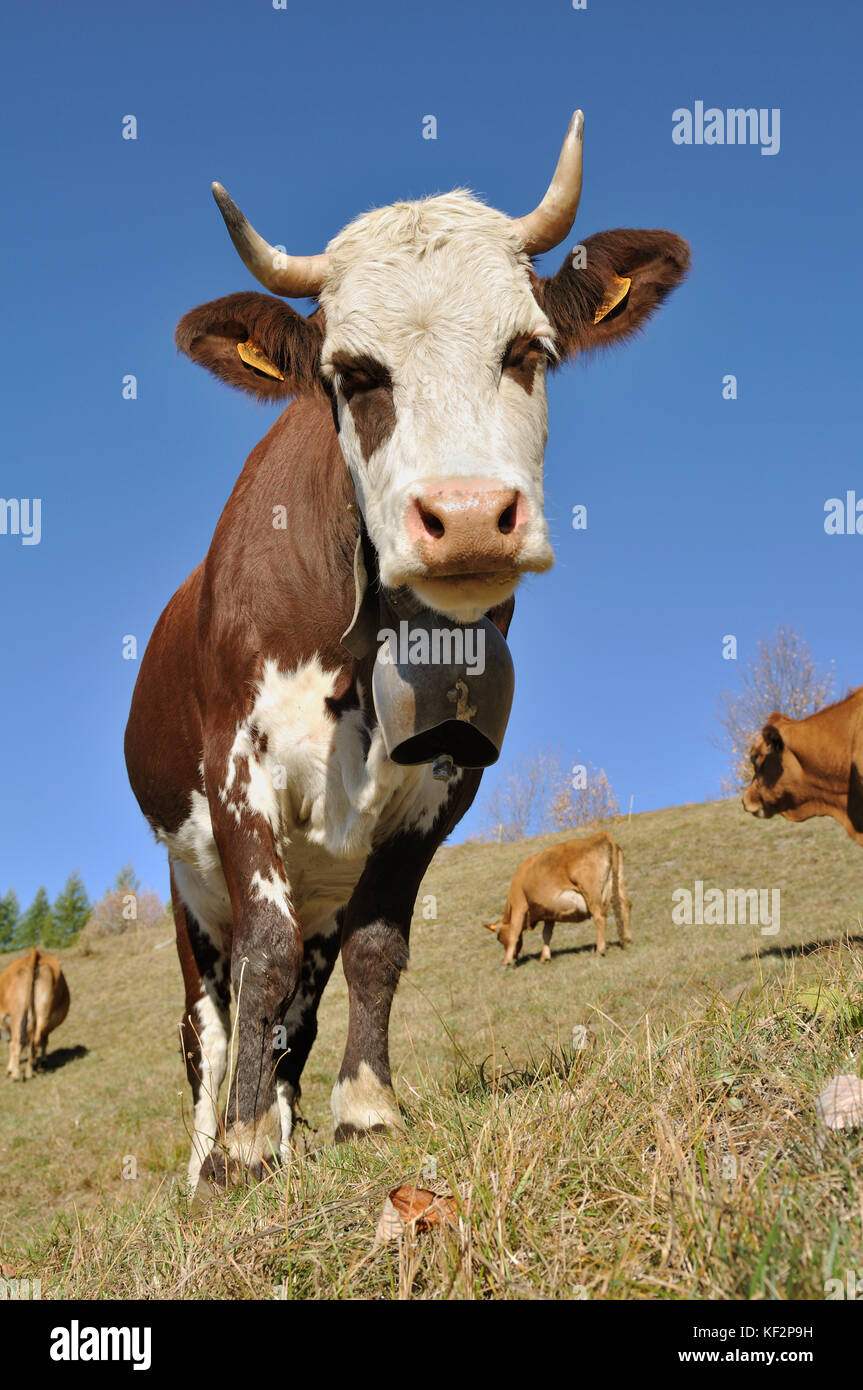 cow with a bell in alpine pasture Stock Photo - Alamy