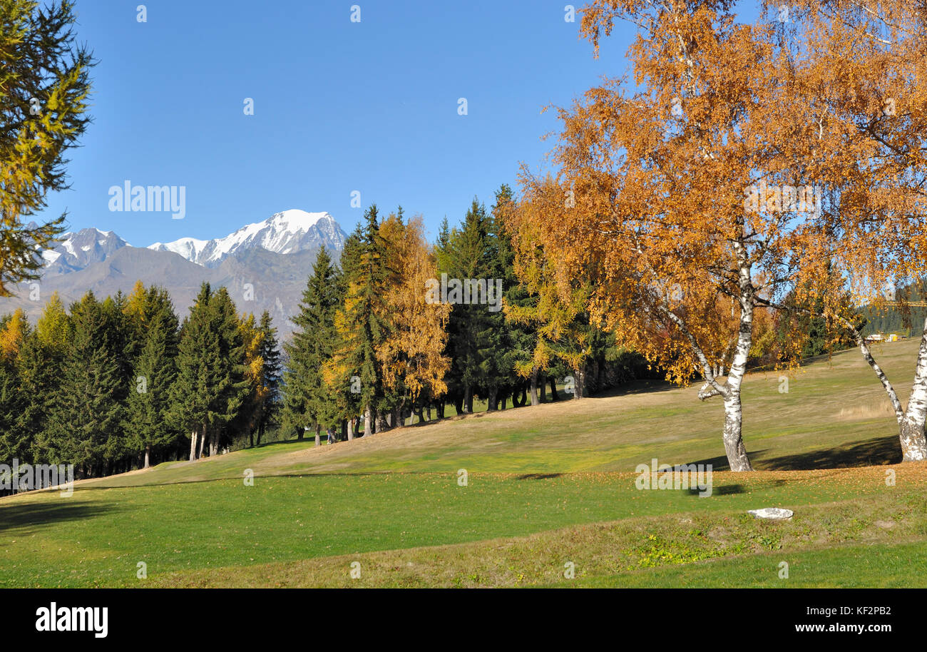 colorful foliage of trees in a golf course in autumn with Mont-Blanc ...