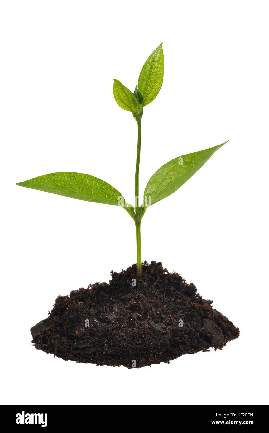 Young fresh plant isolated on white background Stock Photo - Alamy