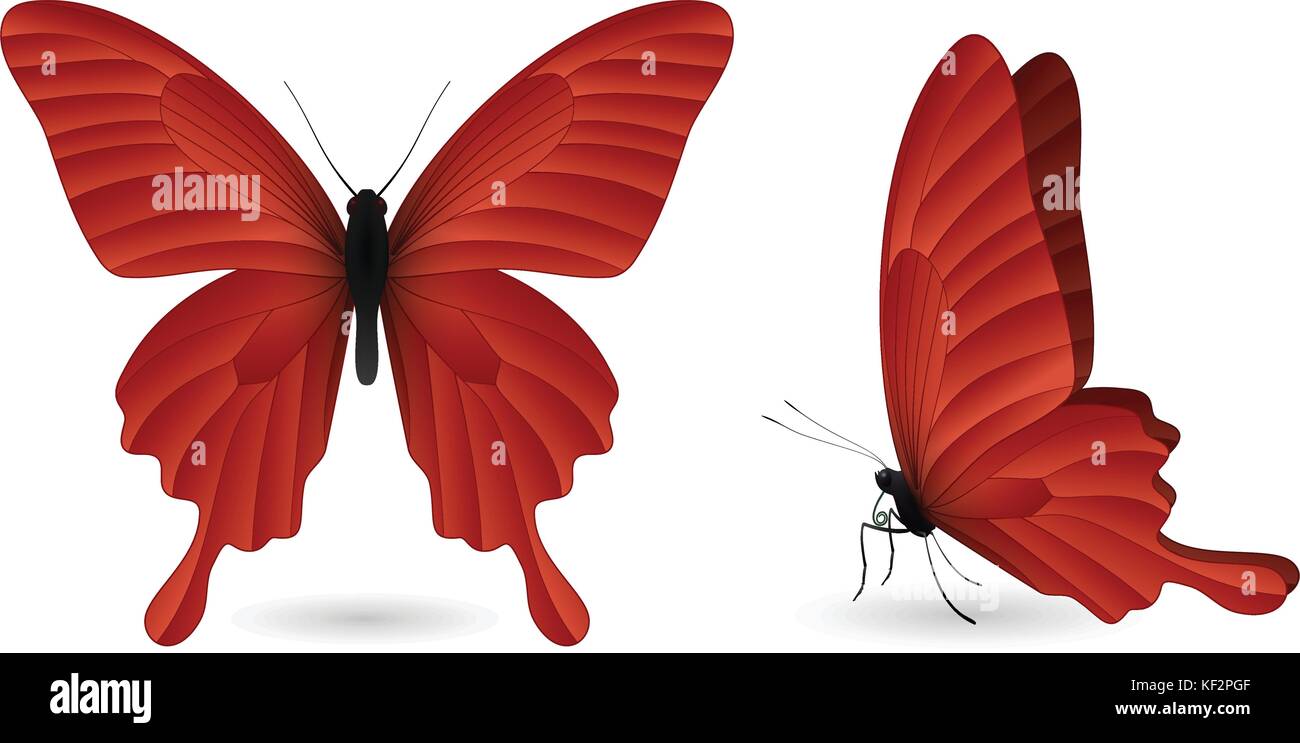 Set of colorful butterflies. Front and side view Stock Vector Image ...