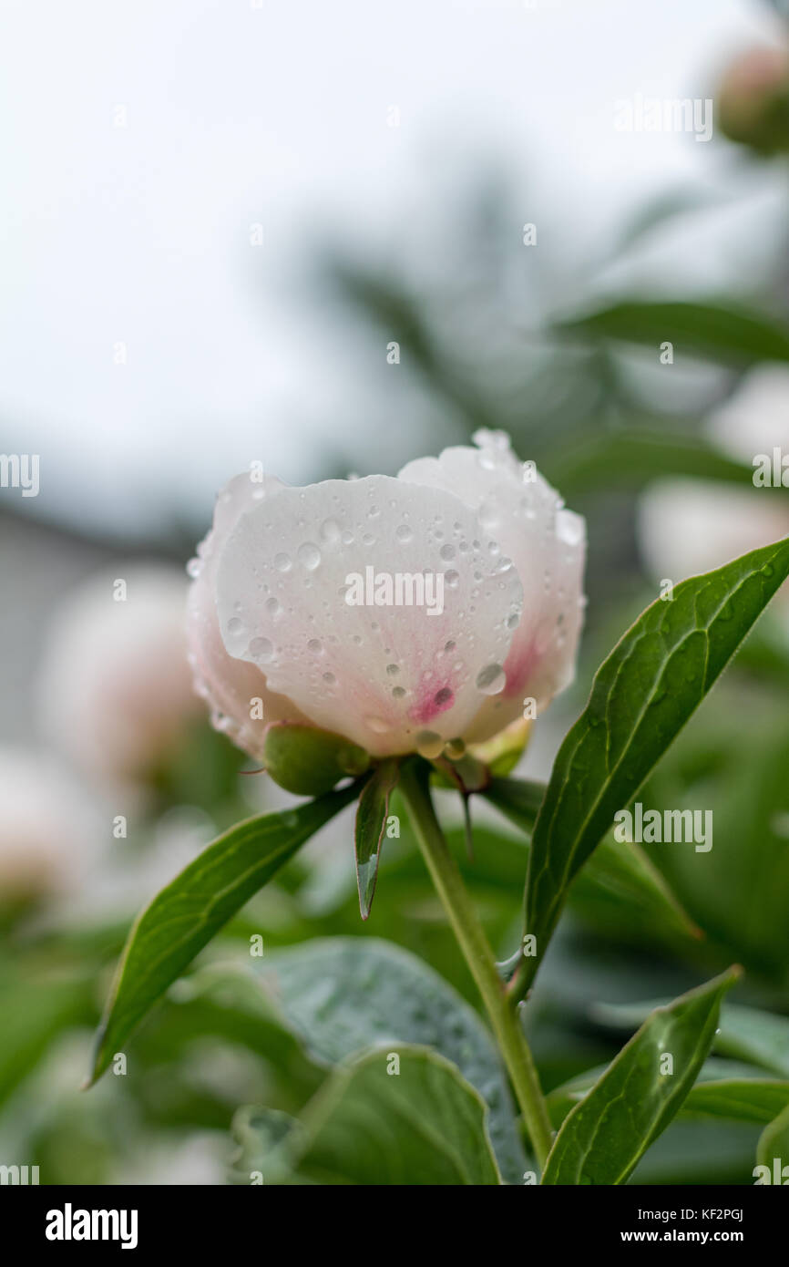 Showy peony flower and buds with dew drops on the plants Stock Photo ...