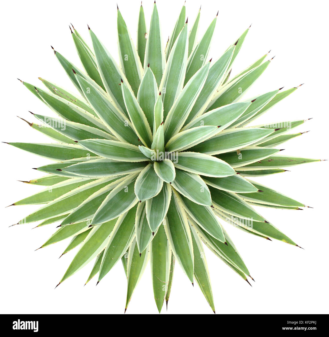 Green Agave angustifolia (Marginata) isolated on white background with ...