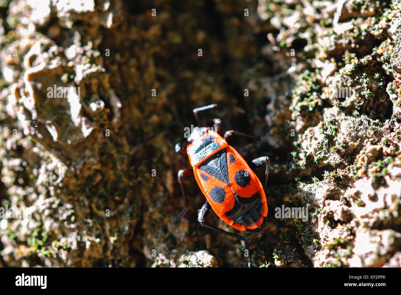 Red And Black Shield Bug Stock Photo - Alamy