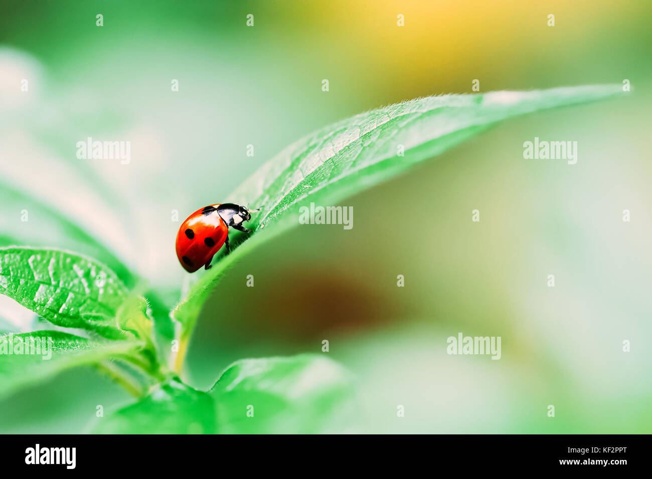 Red Ladybug Insect On Green Leaf Macro Stock Photo - Alamy