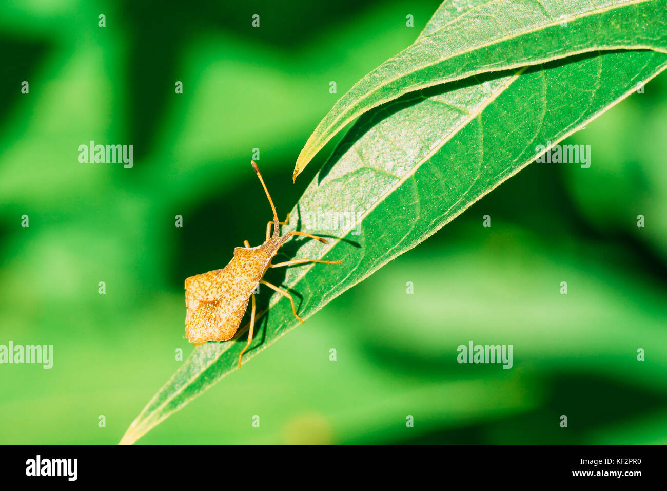 Shield Bug Insect Walking On Leaf Stock Photo - Alamy