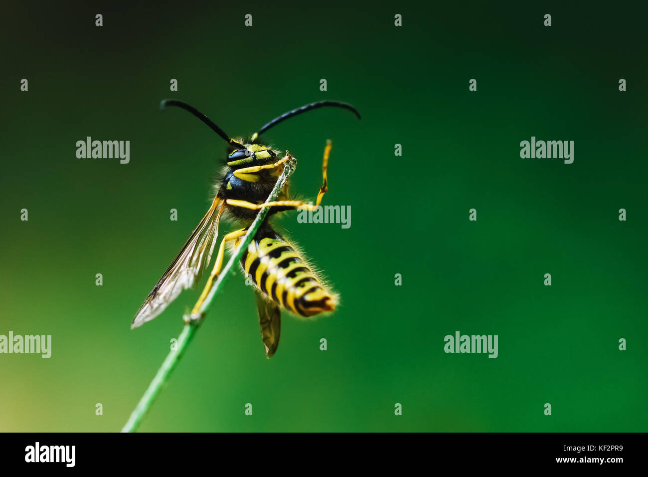 European Common Wasp (Vespula Vulgaris) On Stick Stock Photo - Alamy