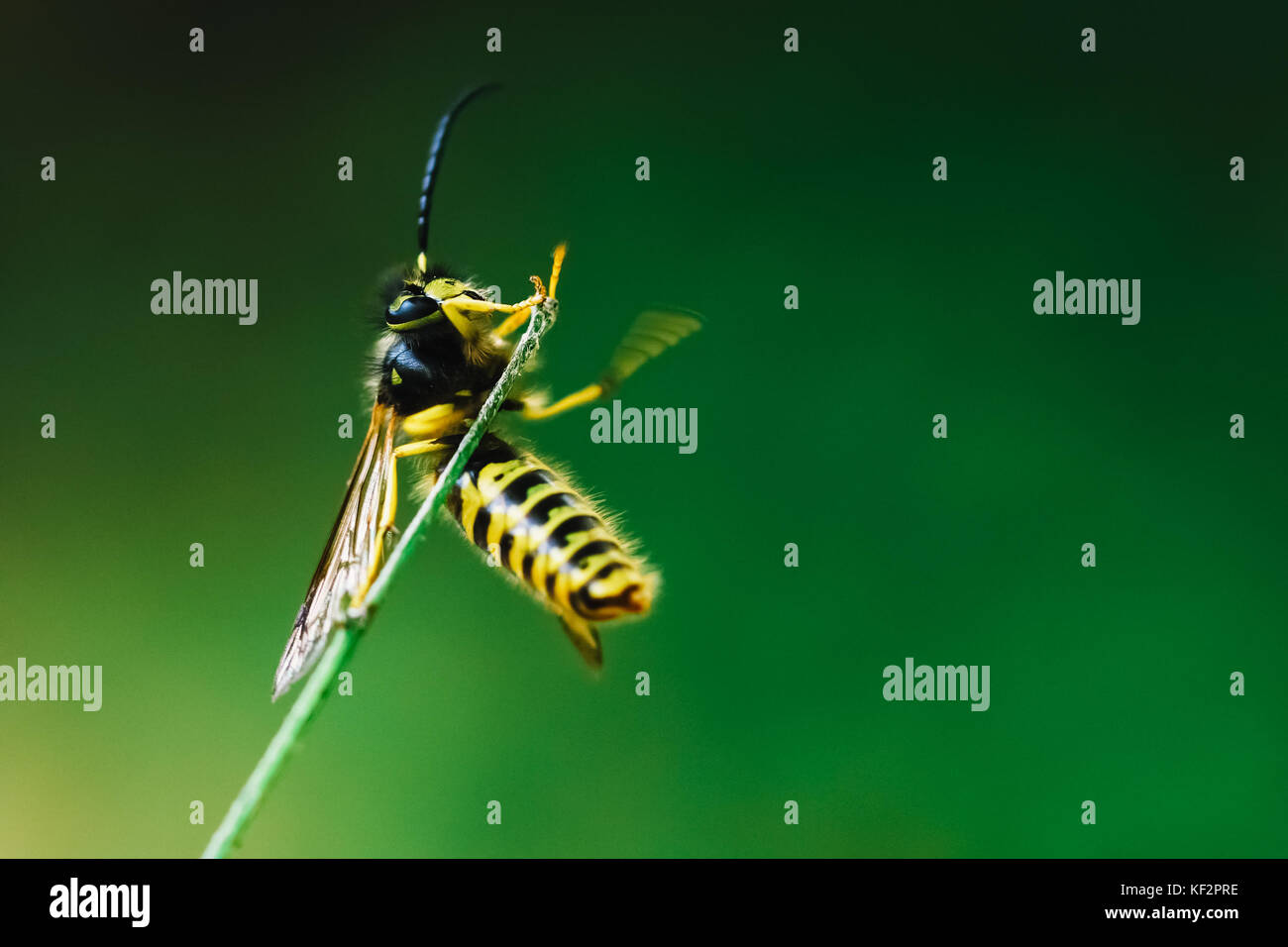European Common Wasp (Vespula Vulgaris) On Stick Stock Photo - Alamy