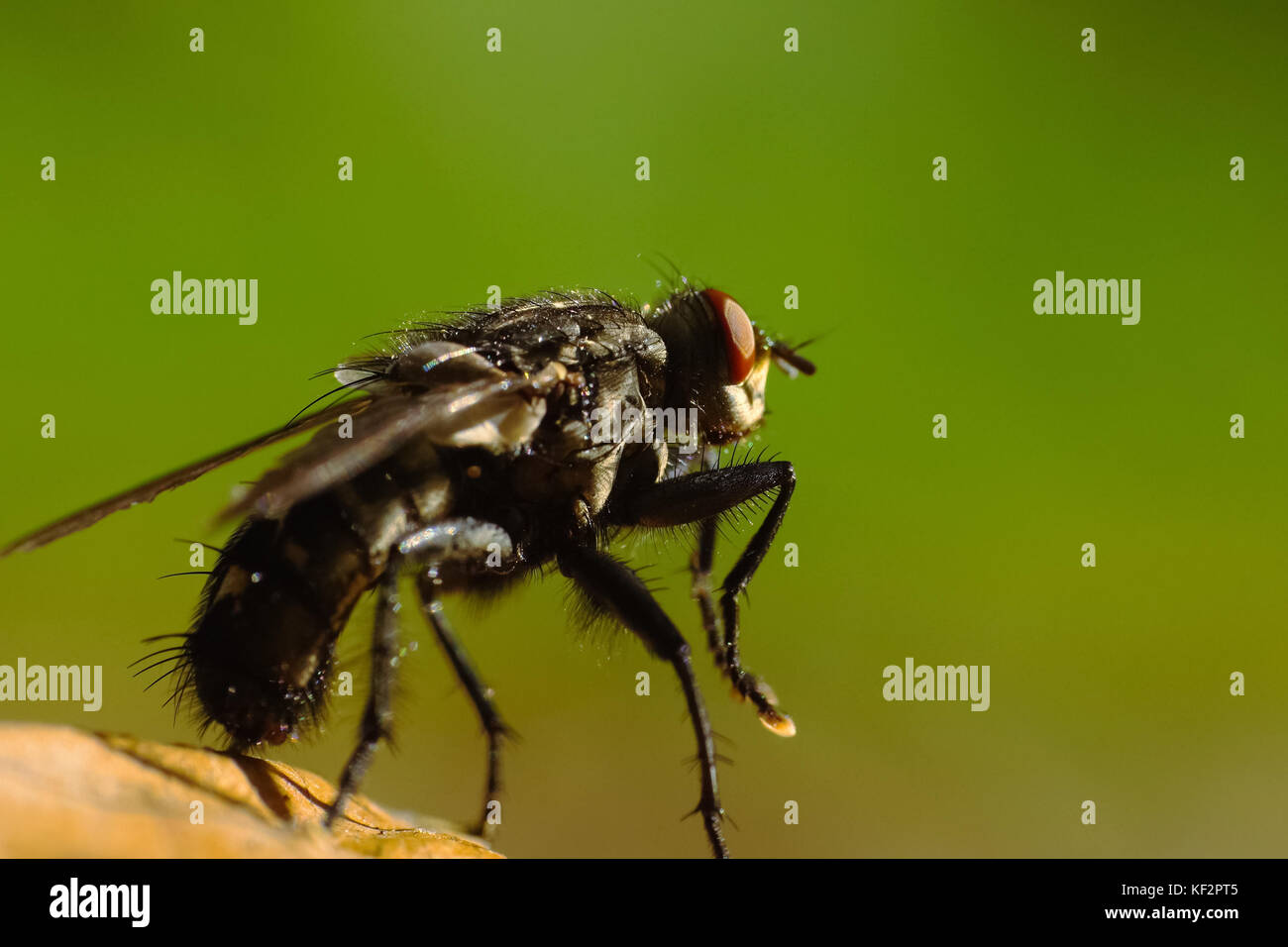 Fly (Musca Domestica) Macro On Leaf Stock Photo - Alamy