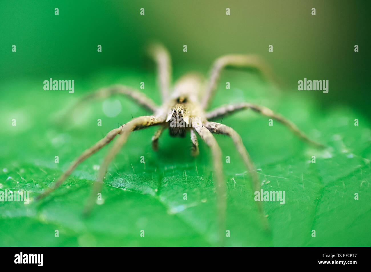 Nursery Web Spider Sitting On Green Leaf In Garden Stock Photo - Alamy