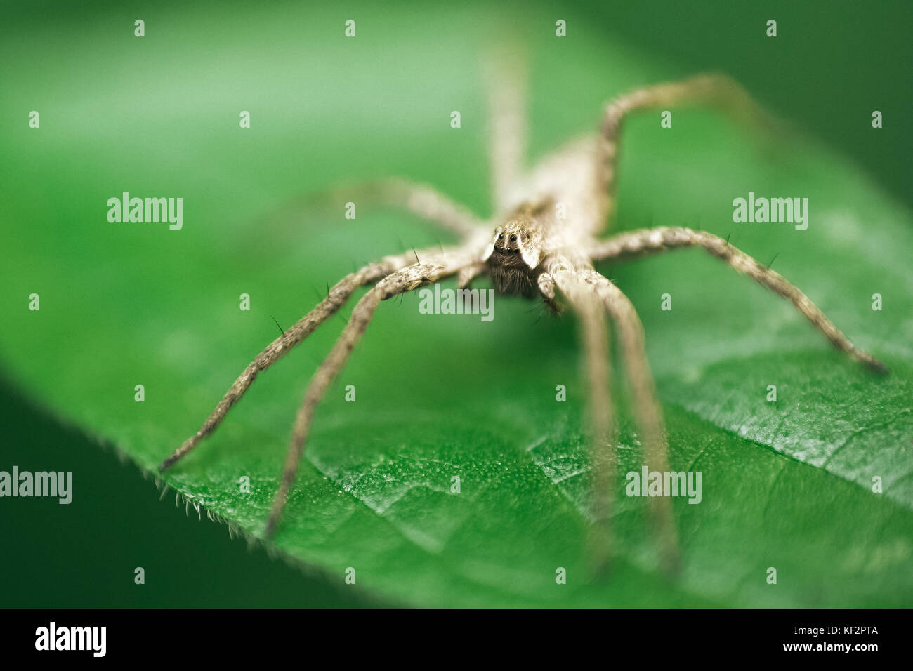 Nursery Web Spider Sitting On Green Leaf In Garden Stock Photo - Alamy