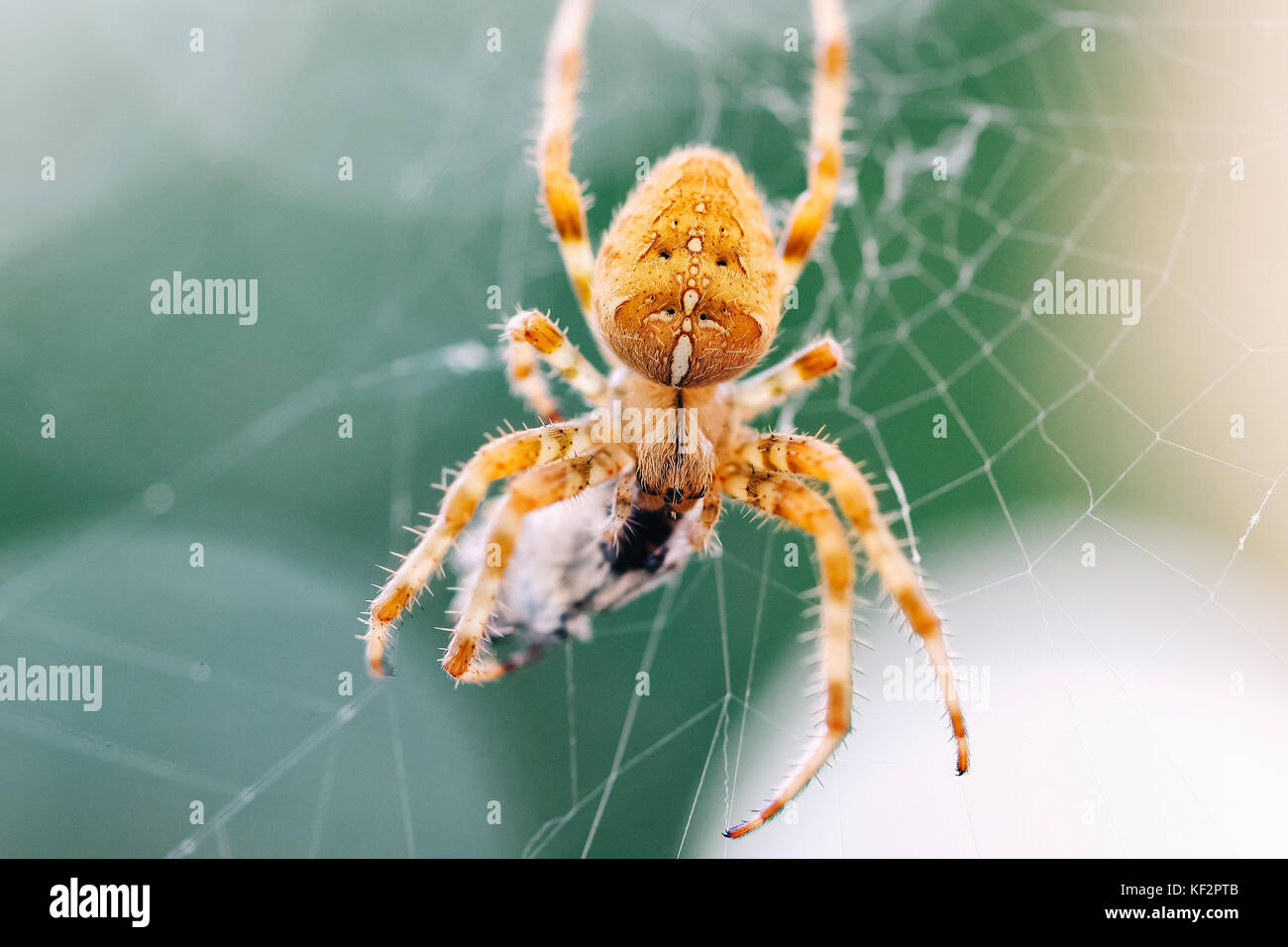 European Cross Spider (Araneus Diadematus) On Web Eating Prey Stock ...