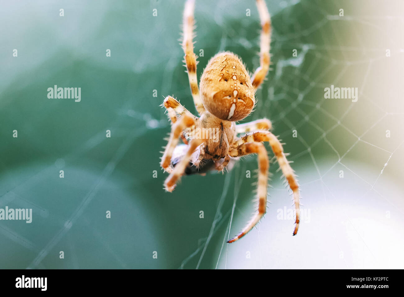 Cross spider eating prey hi-res stock photography and images - Alamy