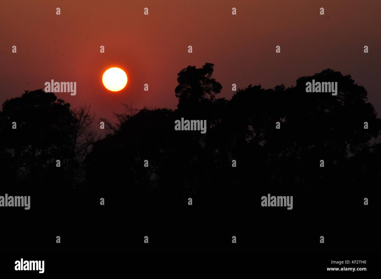 Red Evening Sun over silhouetted Forest with greyish red Sky Stock ...