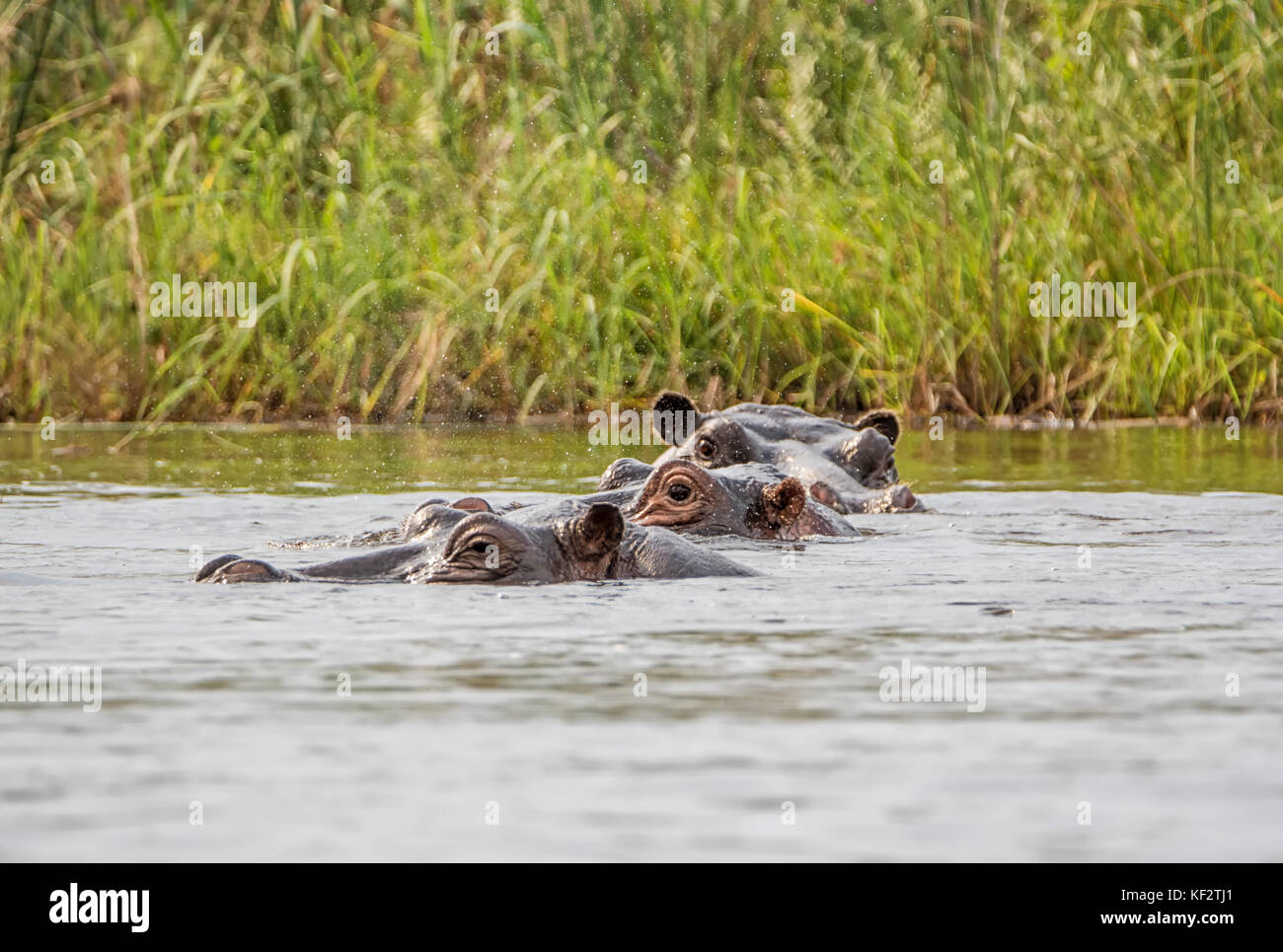 Hippo in a river in the Caprivi Strip, Namibia Stock Photo - Alamy